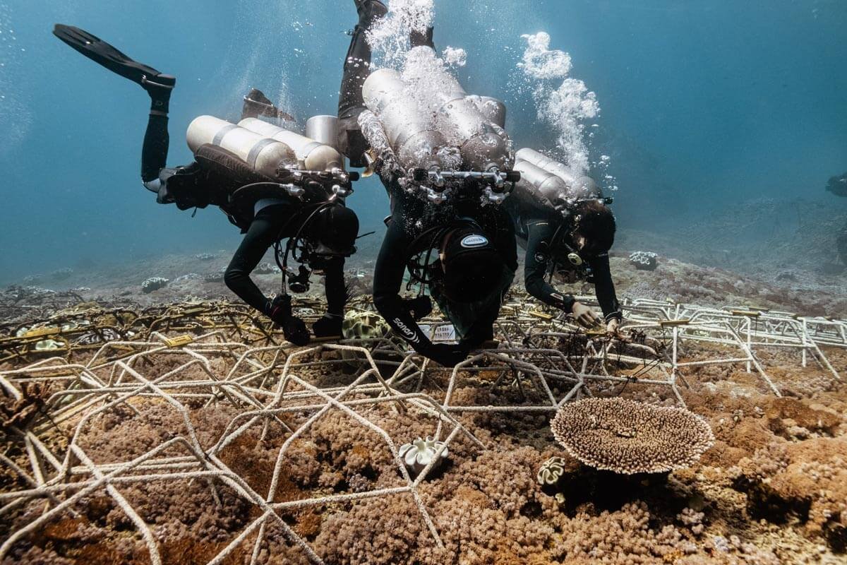 How The Livingseas Foundation Is Saving Bali's Coral Reefs - The Bali Media