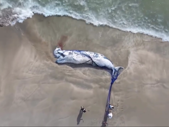 7-Meter Whale Washed Ashore on Bali’s Legian Beach - The Bali Media