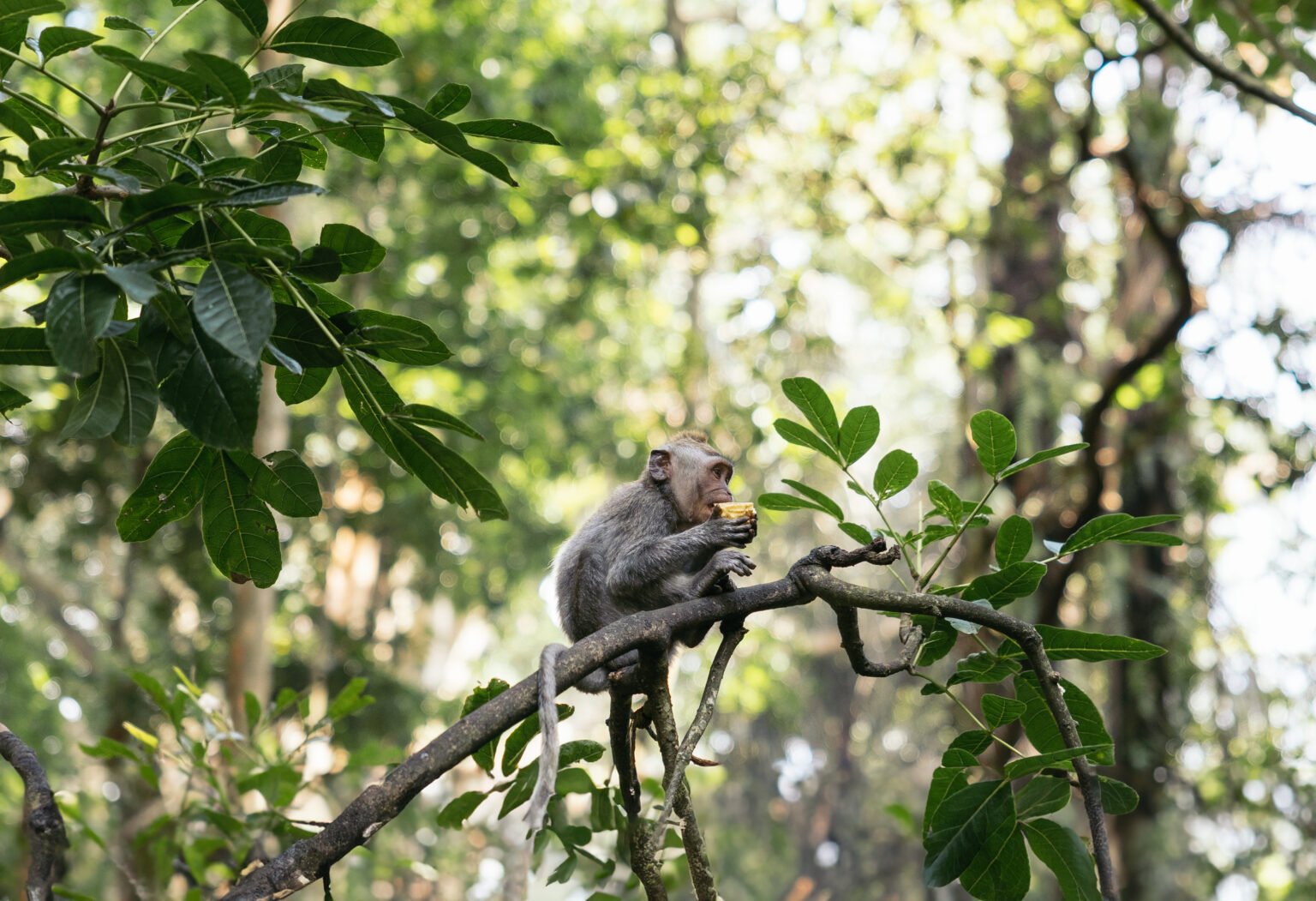 Ubud Clinic Clarifies Monkey Bite Treatment Cost for Australian Tourist ...